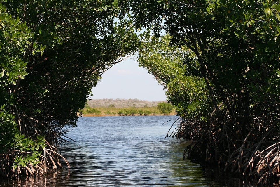 Very Unique Ecosystem - Everglades National Park