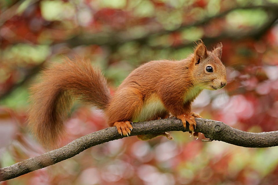 The Most Surprisingly Smart Animals