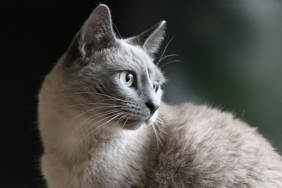 The Most Surprisingly Smart Animals